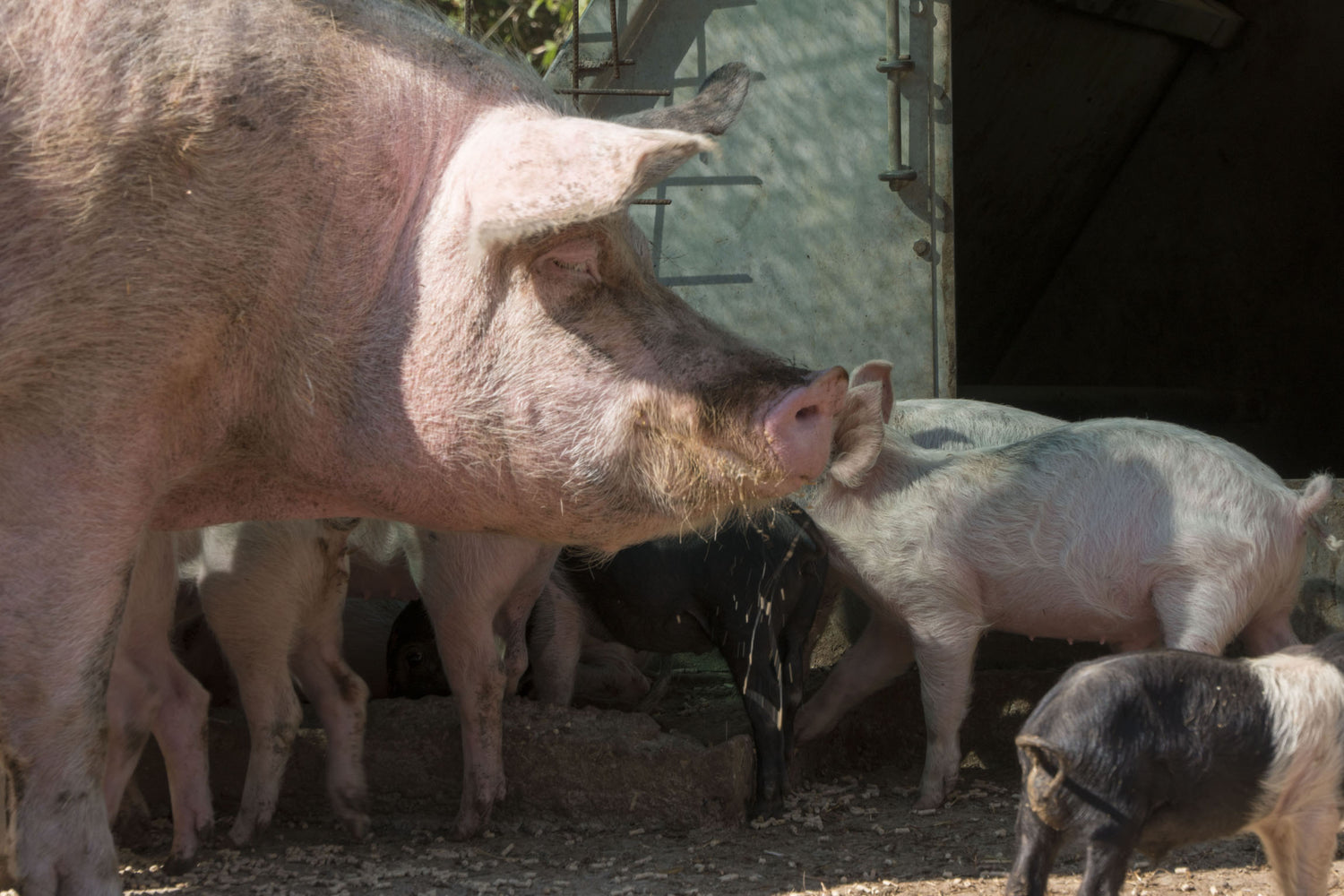 Produzione – Savigni